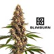 Blimburn Seeds